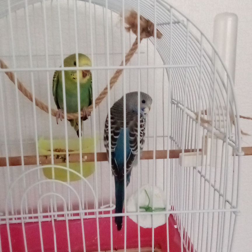 Птенцы волнистый попугай