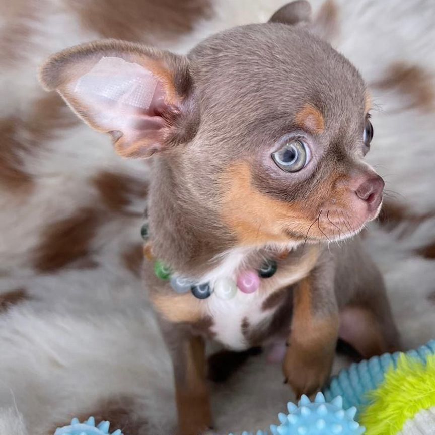 Чихуахуа, щенок