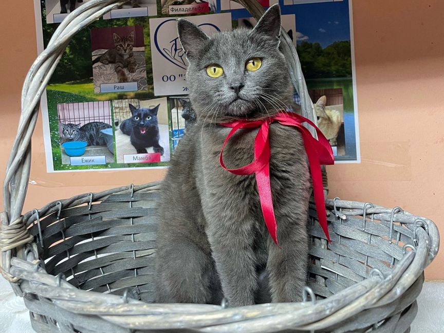 Ищу людей с большим сердцем для кошки Анюты