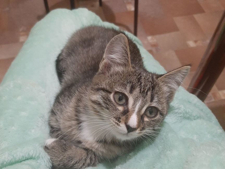 Котенок в хорошие руки