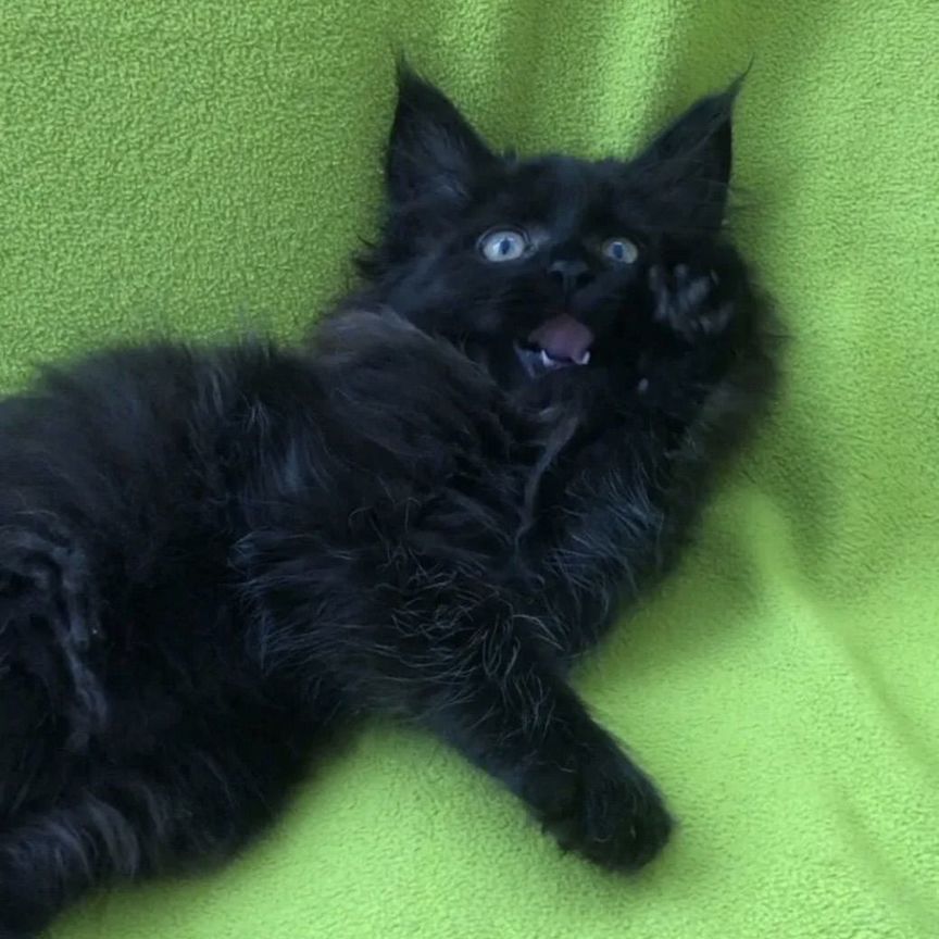 Сибирский котёнок