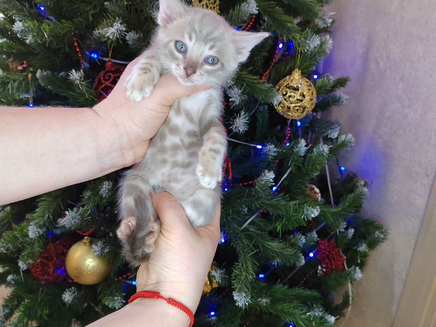 Эксклюзивный котик