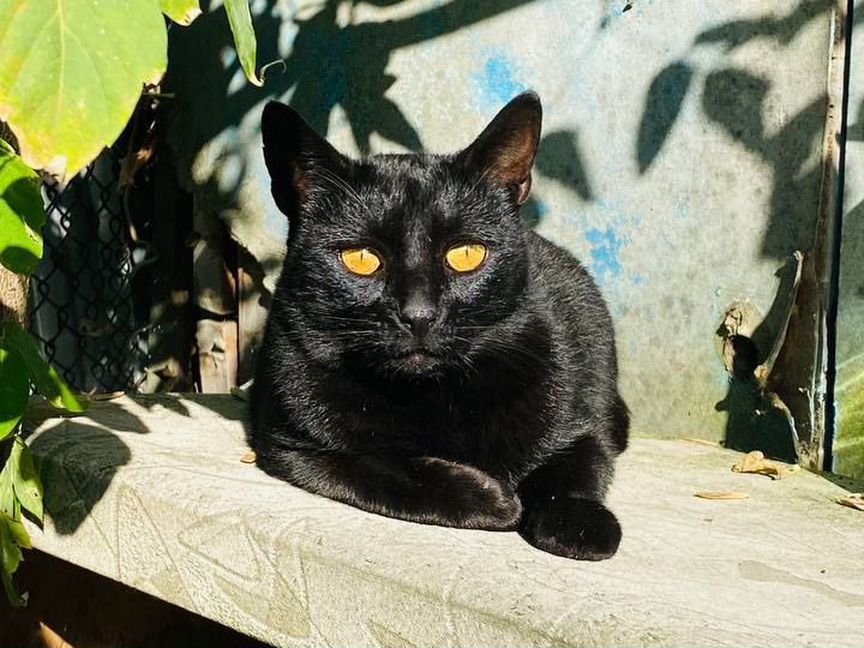 Стерилизованная кошечка в добрые руки