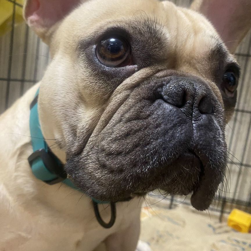 Французский бульдог кабель вязка