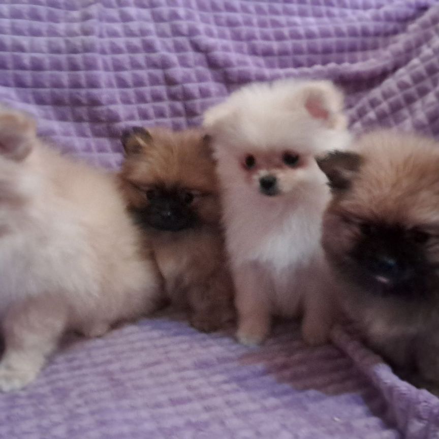 Померанский шпиц, щенок