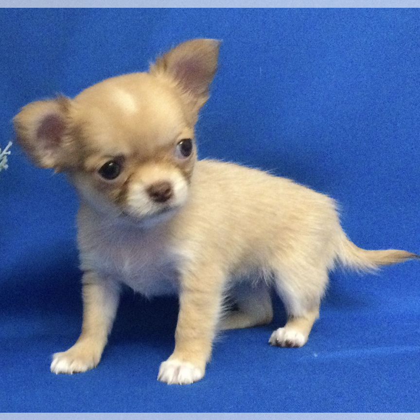 Чихуахуа, щенок