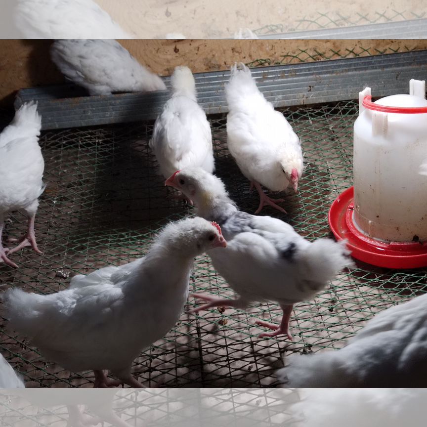 Куры молодки