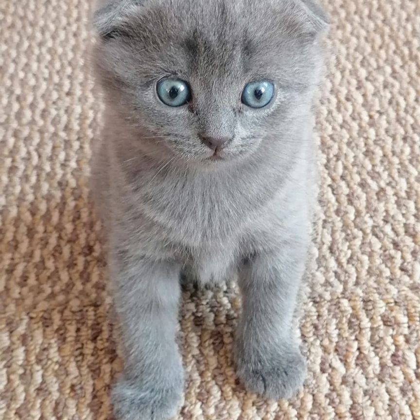 Вислоухие котята