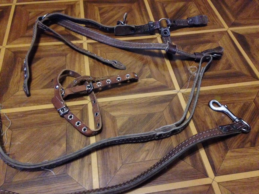 Поводок для собак чау-чау