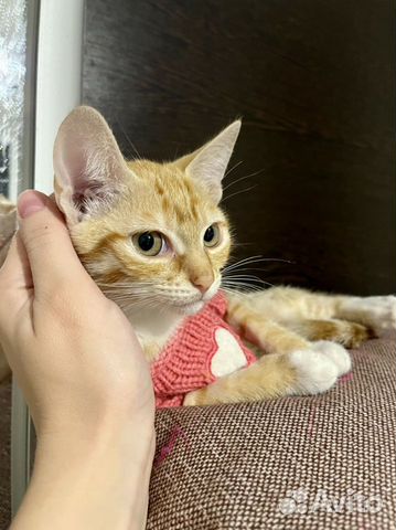 Рыжий котенок девочка Мия в добрые руки (2 мес)