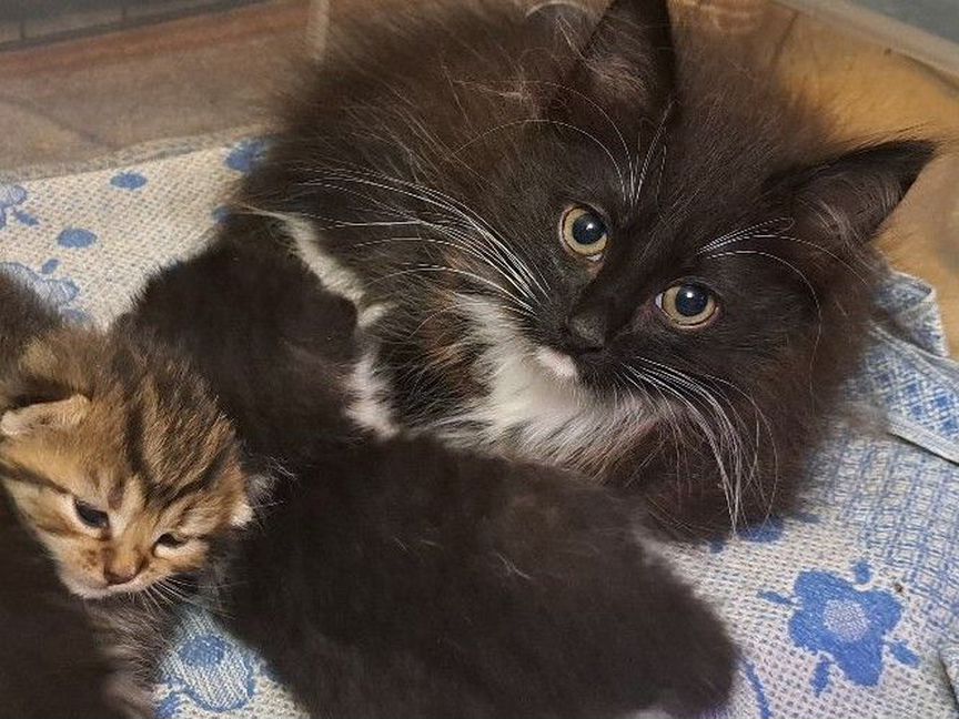 Кошка