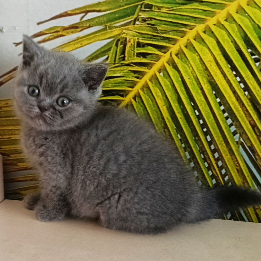 Британский короткошёрстный котёнок