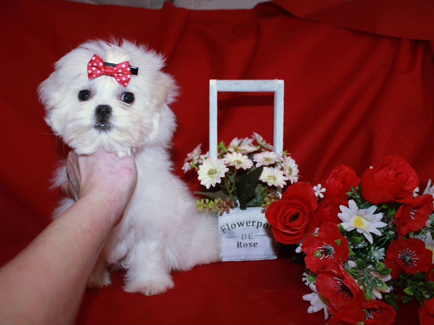 Красивая девочка мальтезе 3 мес