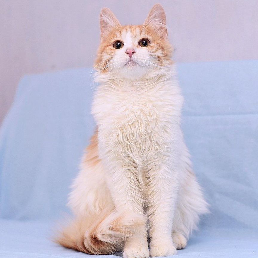 Кошка Булочка ждёт Чуда