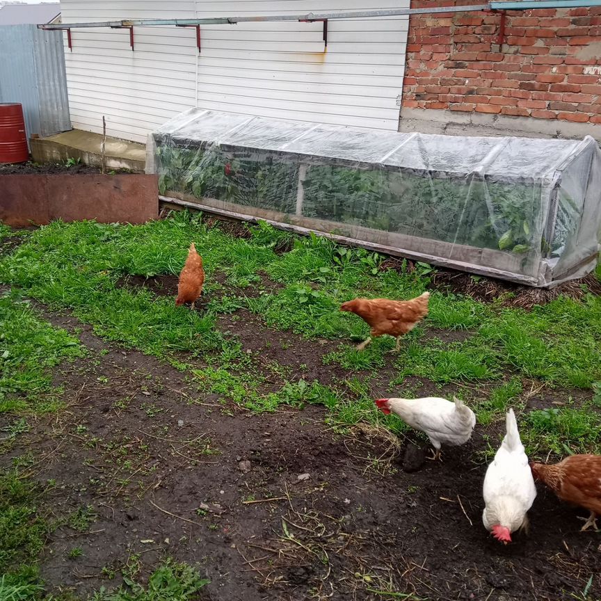 Продаю кур несушек