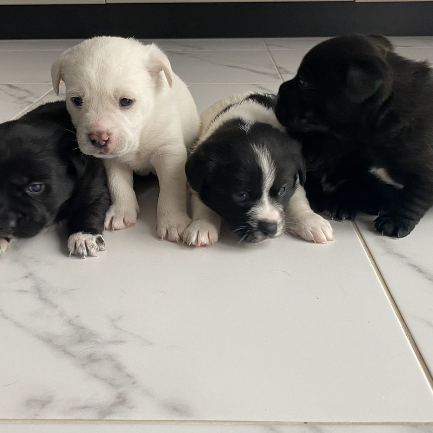 Щенок в добрые руки