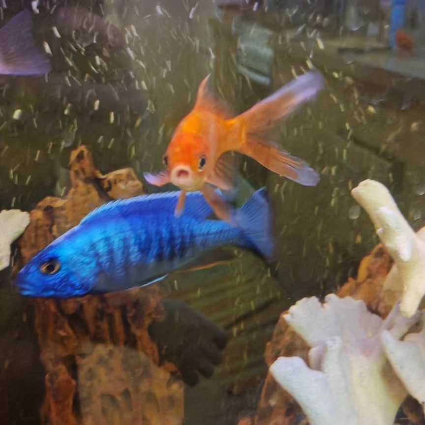 Хаплохромис васильковый цихлиды