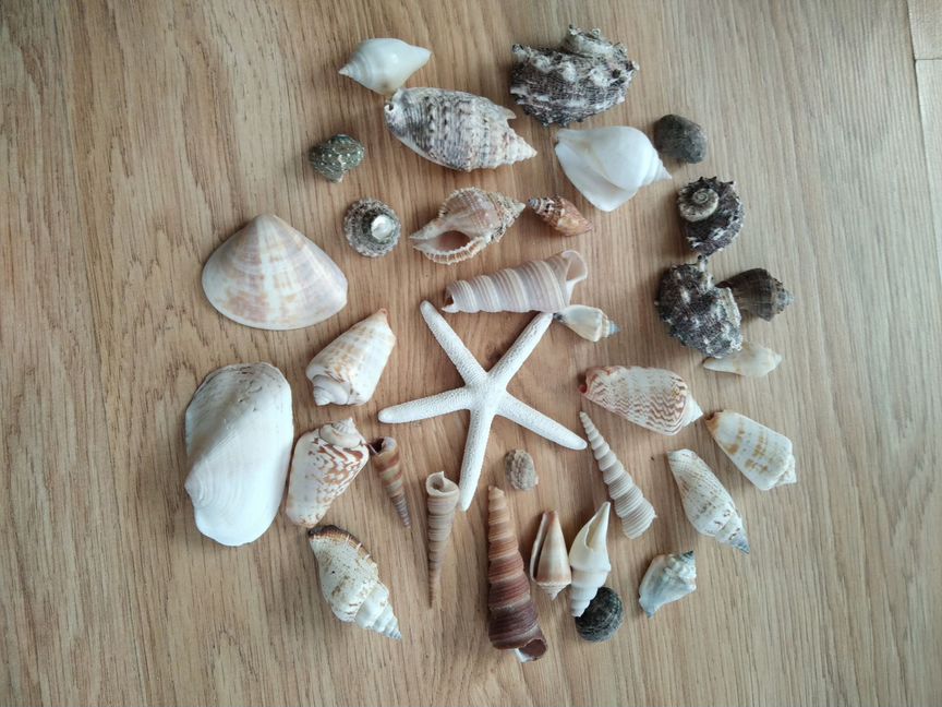 Ракушки рапаны разные