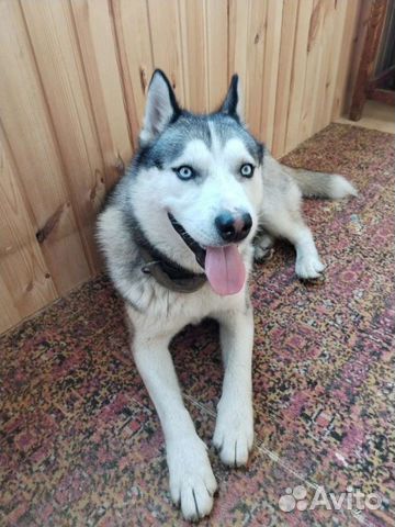Сибирский хаски 8 месяцев бесплатно
