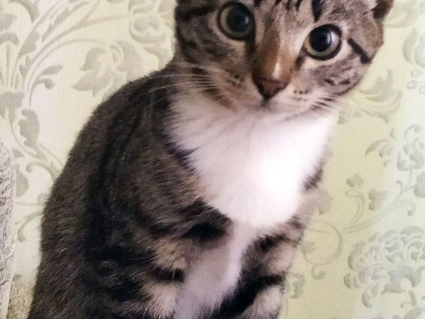 Кошки
