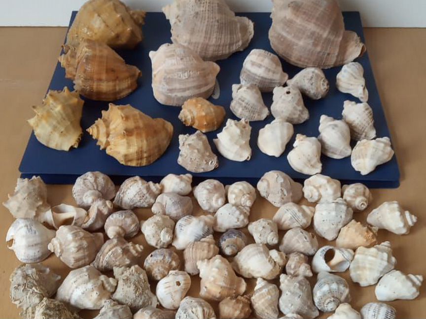 Морские ракушки камешки