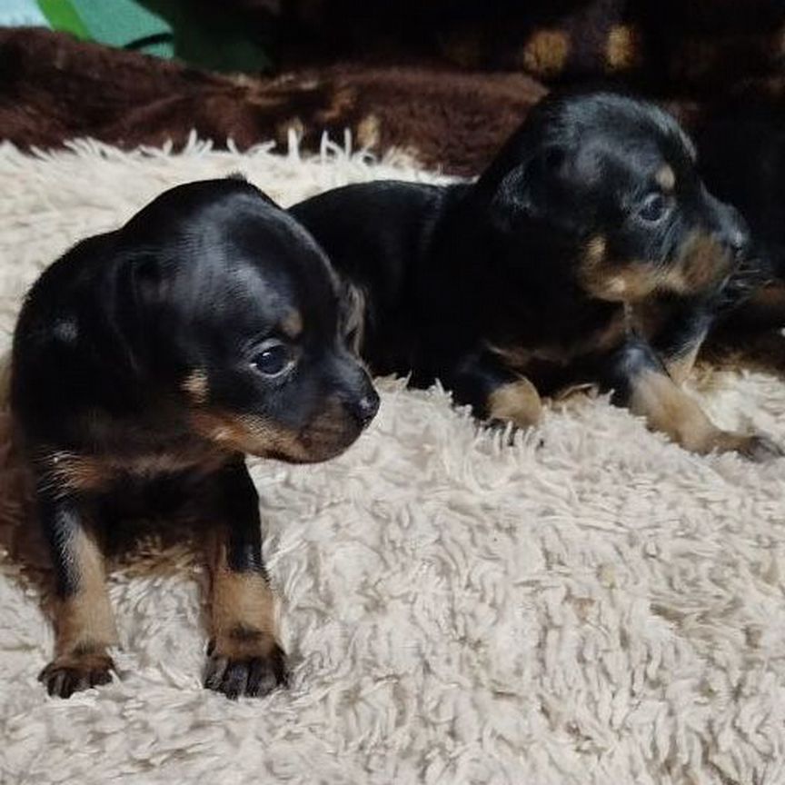 Русский той-терьер, щенок