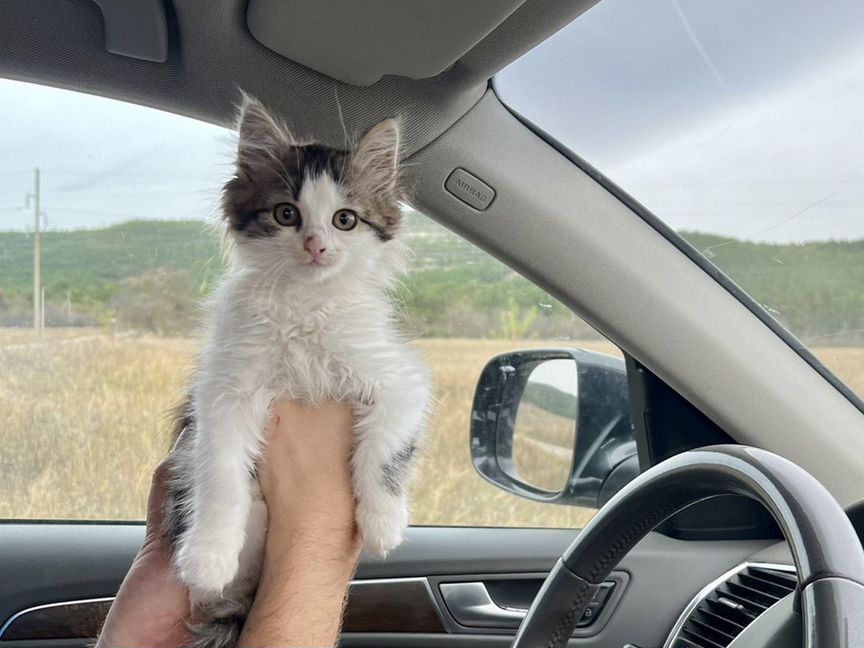 Ласковая кошечка в добрые руки