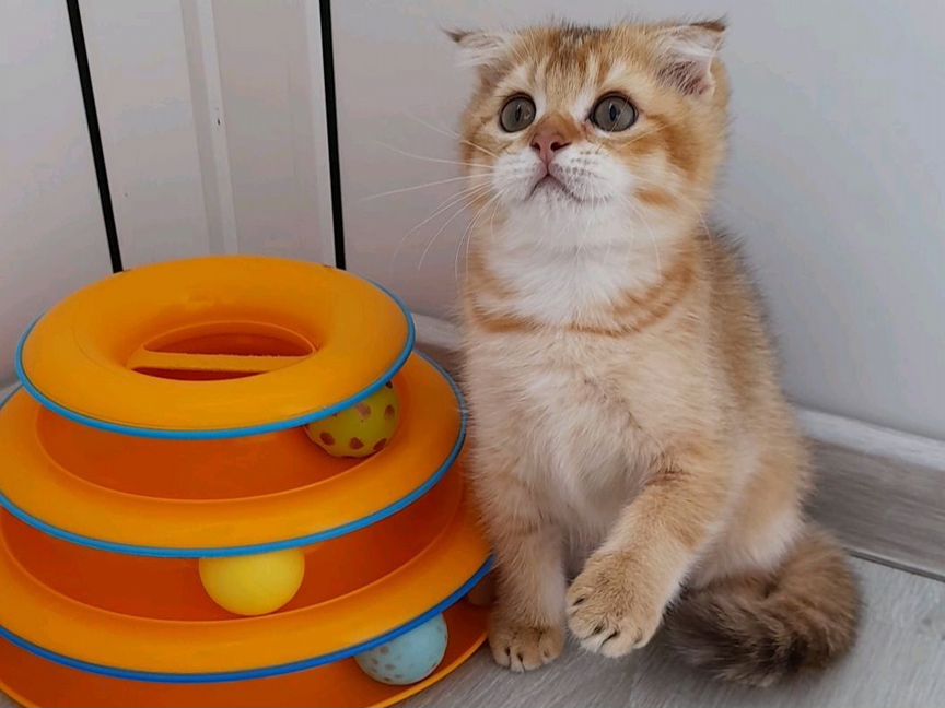 Котята шотландской породы