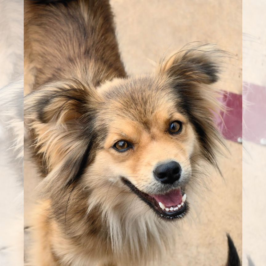 Малышка Татошка ищет семью