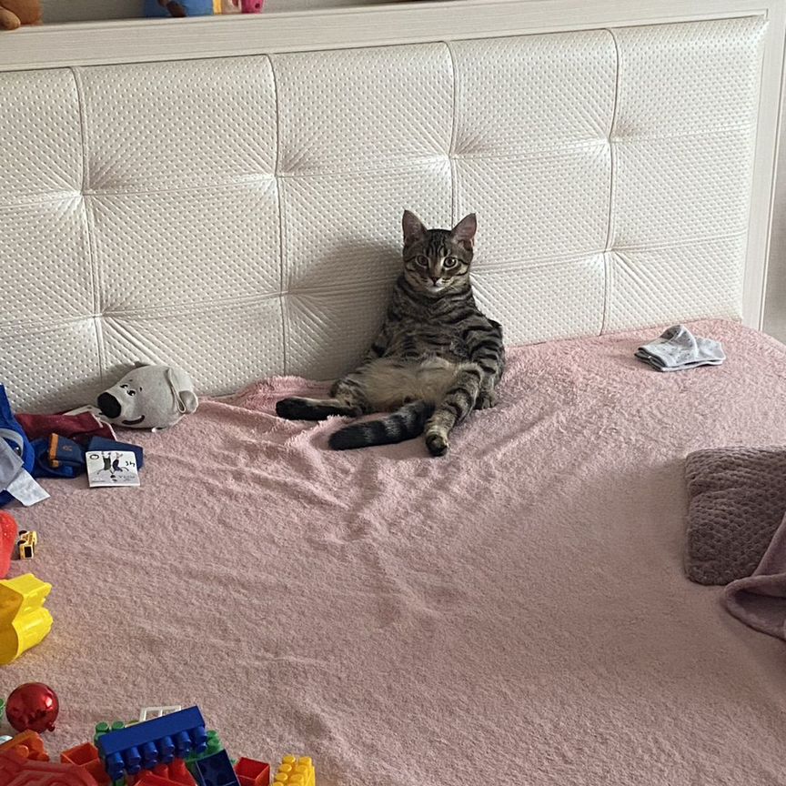 Отдам в самые добрые и надежные руки кота