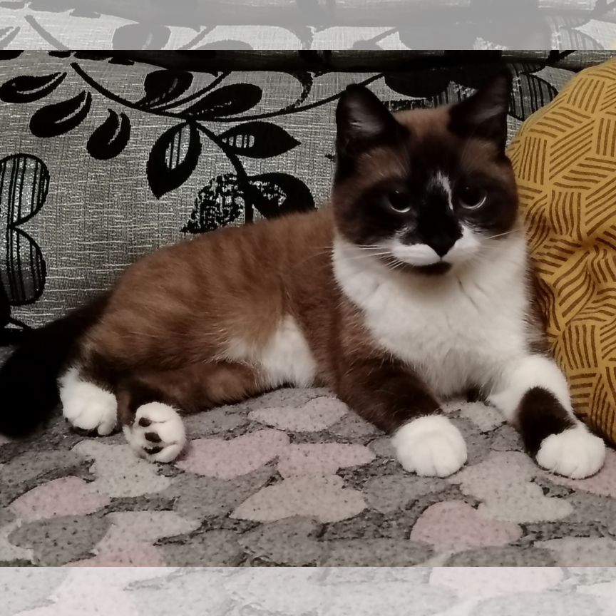 Сноу-Шу котёнок