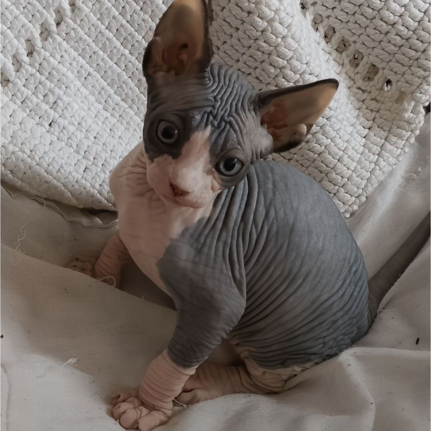 Канадский сфинкс котёнок