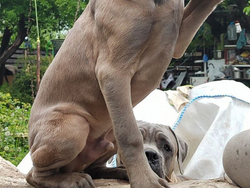 Щенки кане-корсо форментино