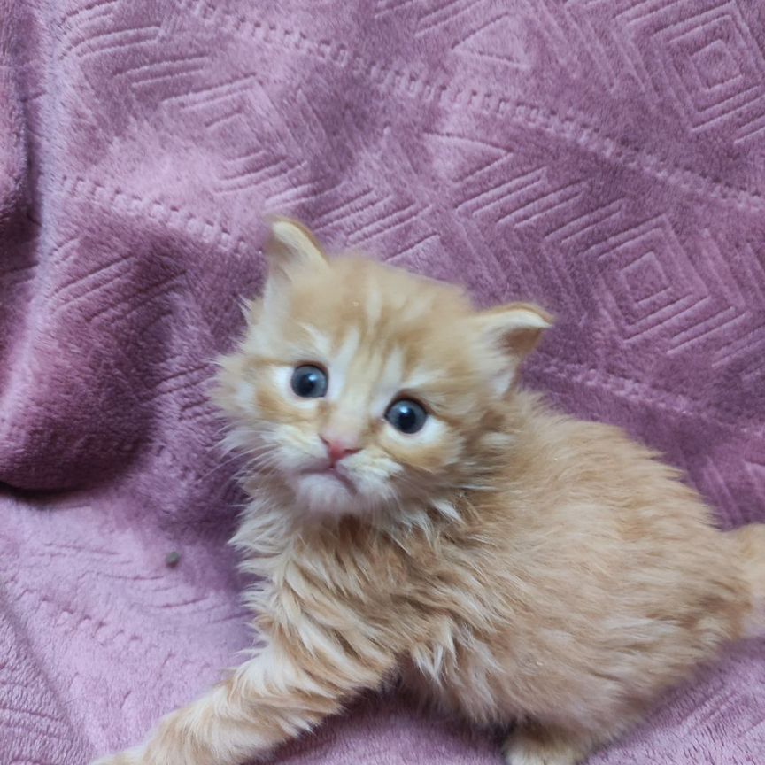 Котята метисы в добрые руки