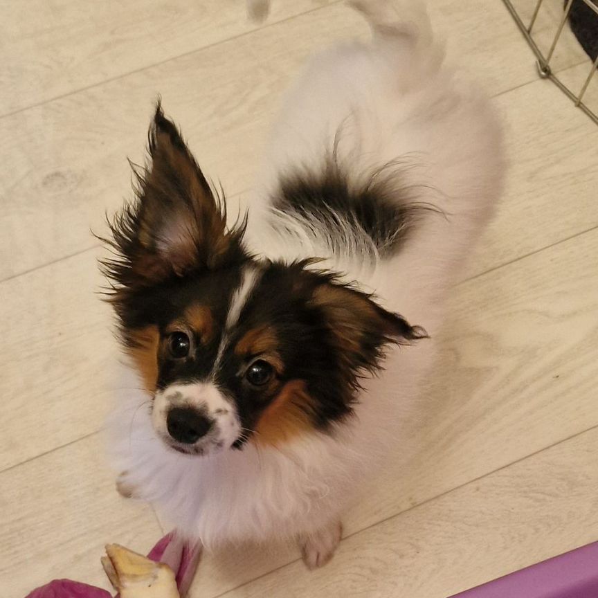 Папиньончик бабочка мальчик