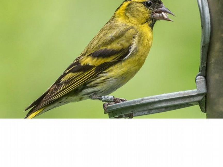 Продам чижа