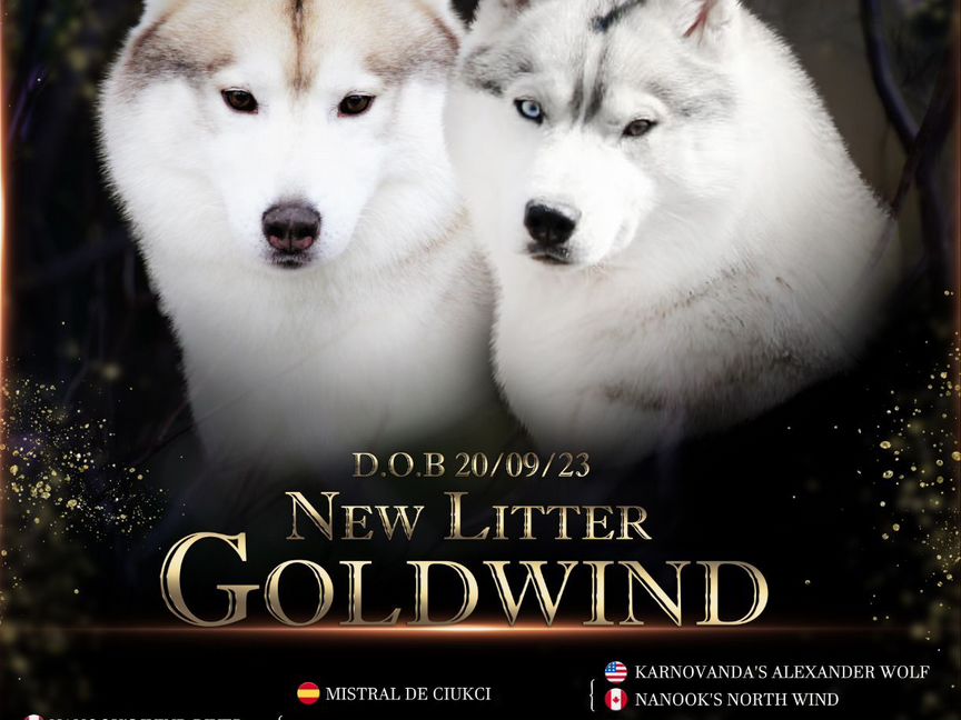 Прекрасные щенки Сибирский хаски