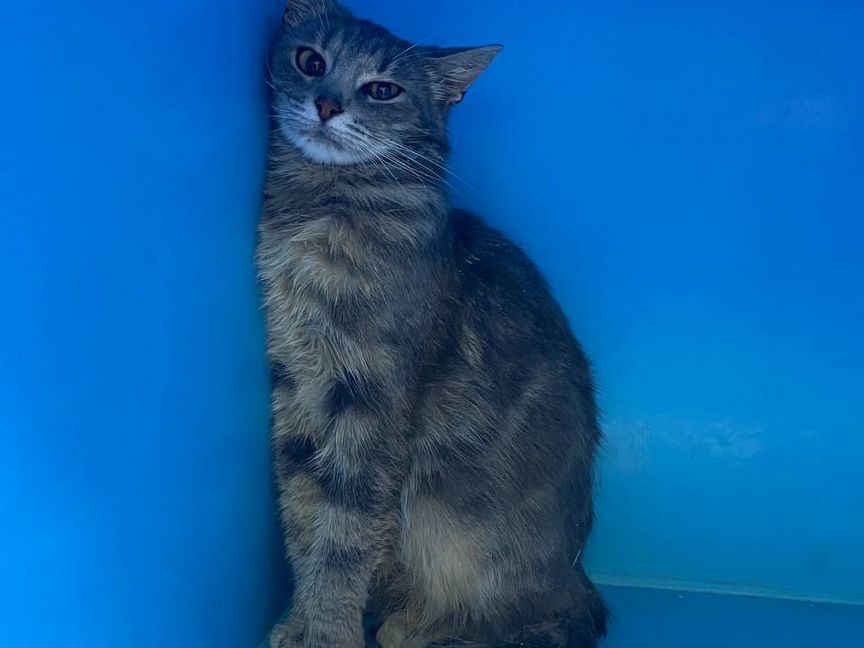 Её никто никогда не гладил.Узнает ли она любовь