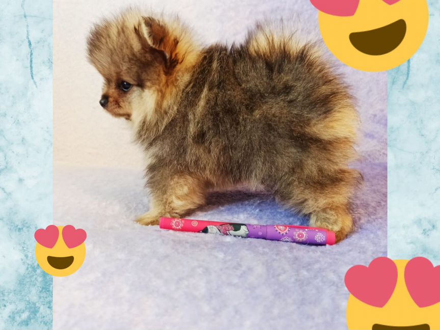 Шпиц щенок пом