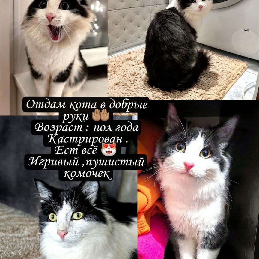 Кот в ваши добрые руки