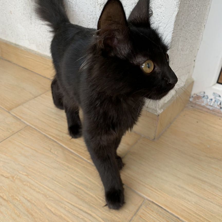 Котенок в добрые руки