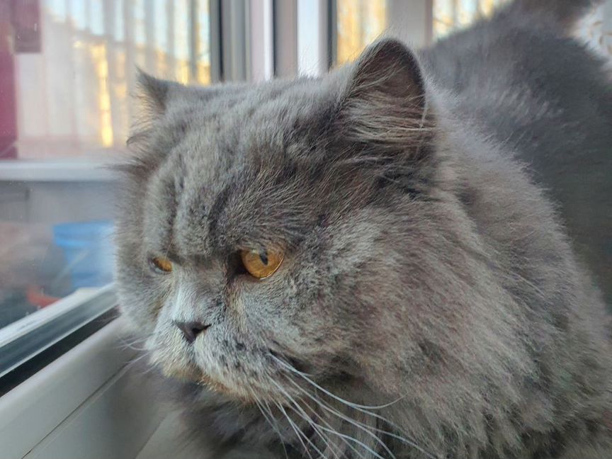 Британская кошка