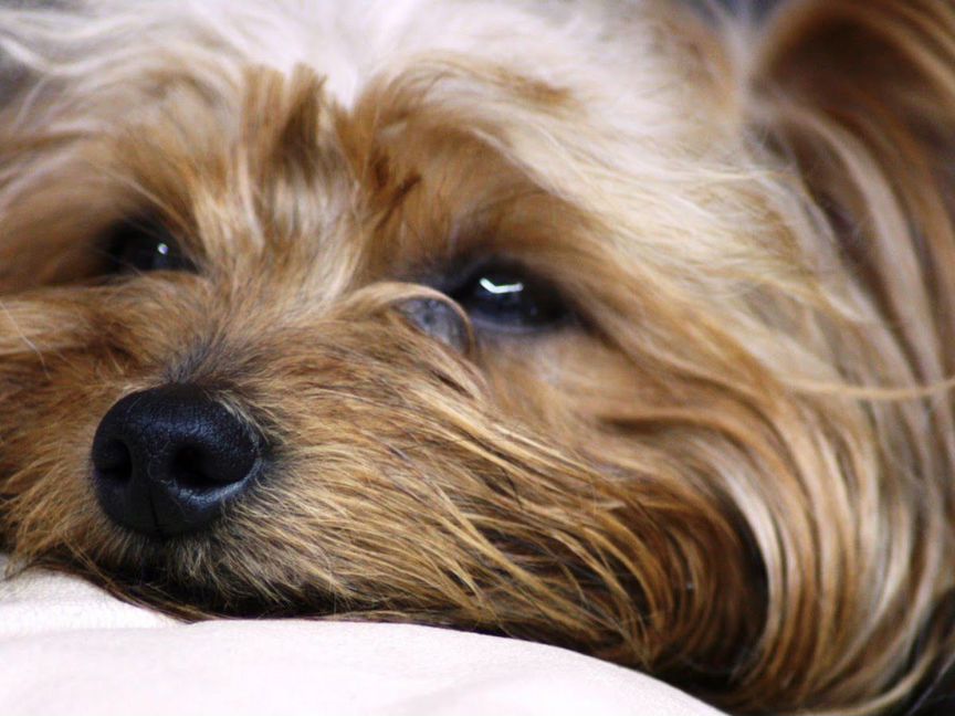 Отдам йорка в добрые руки