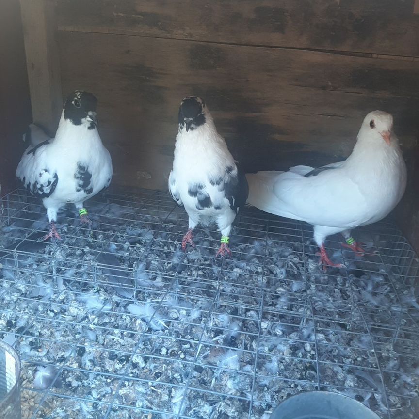 Николаевские голуби