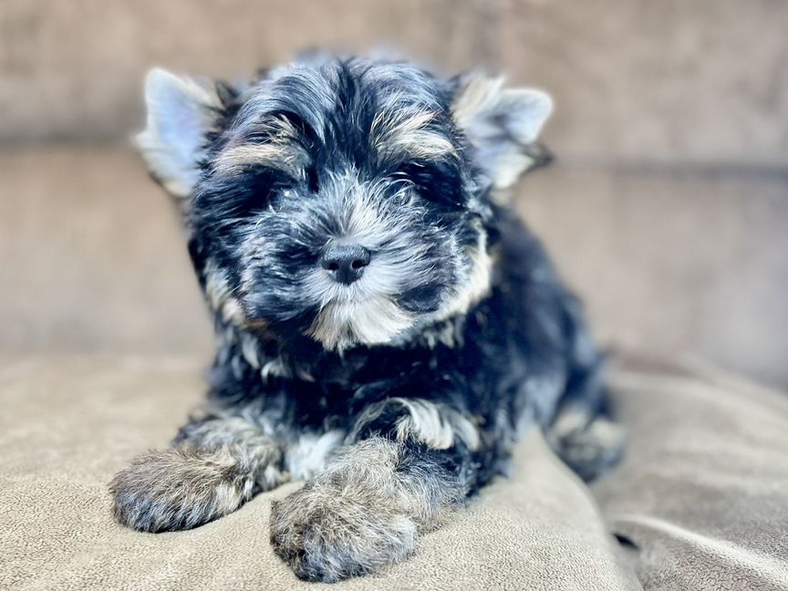 Черный мальчишка