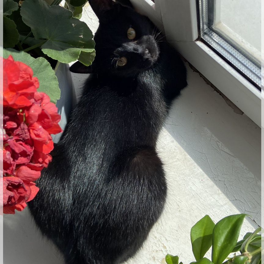 Котёнок в добрые руки