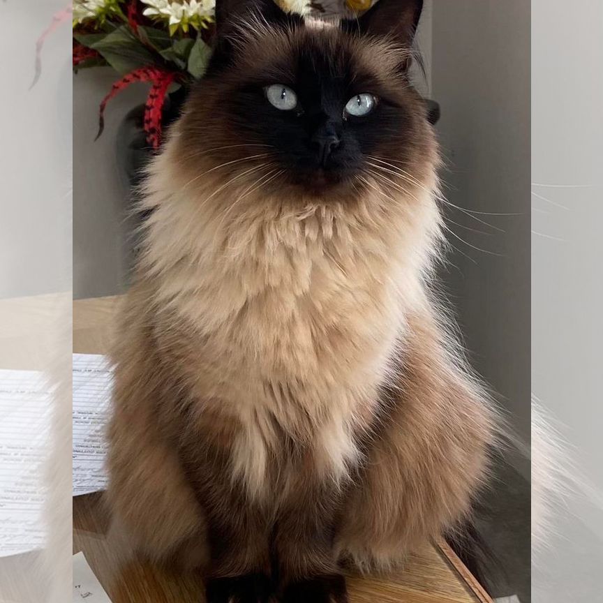 Сиамский кот, взрослый