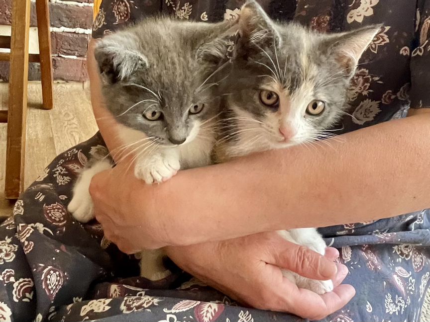 Домашние животные котята