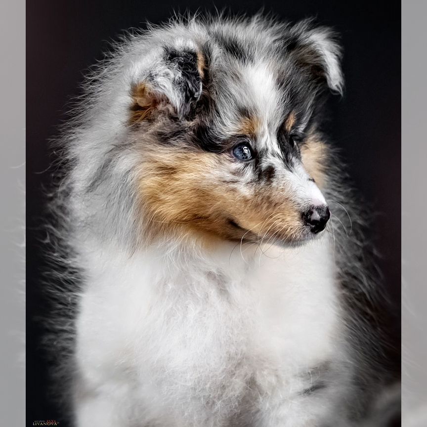 Шелти, щенок