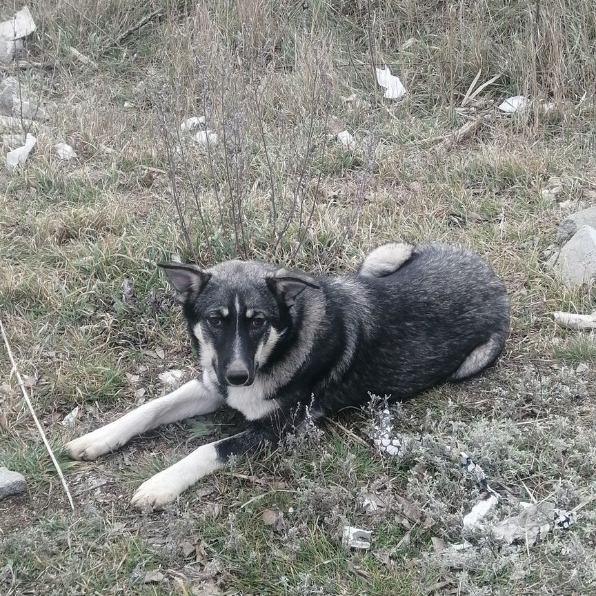 Собачка в дар